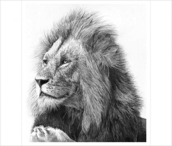 18+ Lion Pencil Drawings Free Sketch Designs | Creative Template