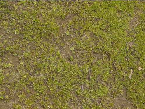 50+ Grass Textures Free PNG, Photoshop Designs - Creativetemplate
