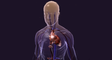 38+ 3D Human Models Free Download | Anatomy Designs